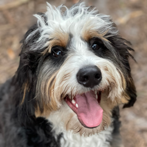 Bernedoodle: The Perfect Pet for Every Family - Pet Chronicle