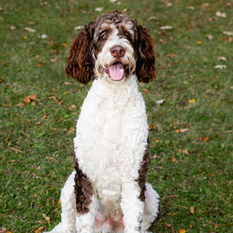 Bernedoodle: The Perfect Pet for Every Family - Pet Chronicle