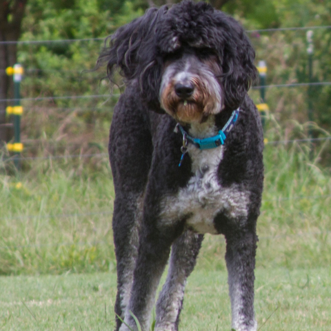 Bernedoodle: The Perfect Pet for Every Family - Pet Chronicle