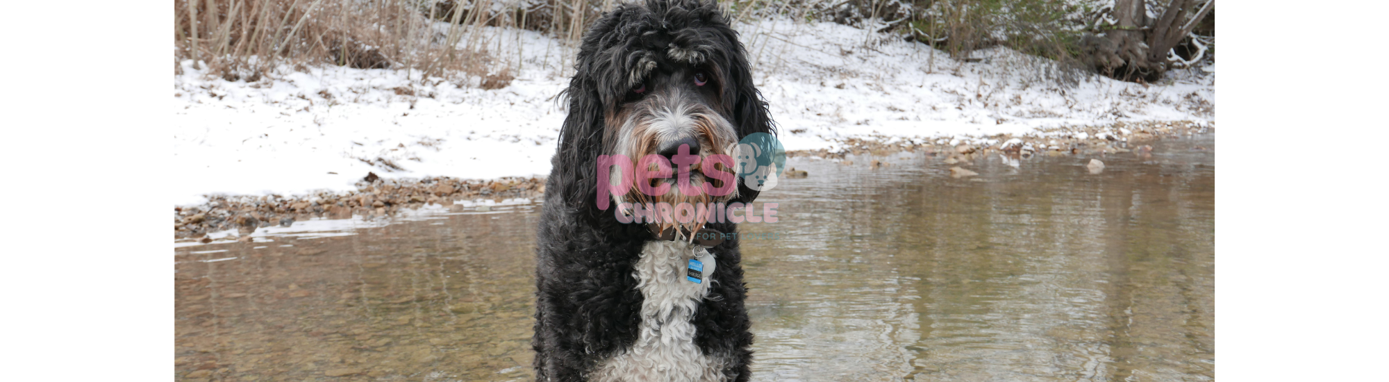 Bernedoodle: The Perfect Pet for Every Family - Pet Chronicle
