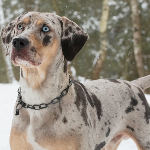 Catahoula Leopard Dog: The Unique and Versatile Breed - Pet Chronicle