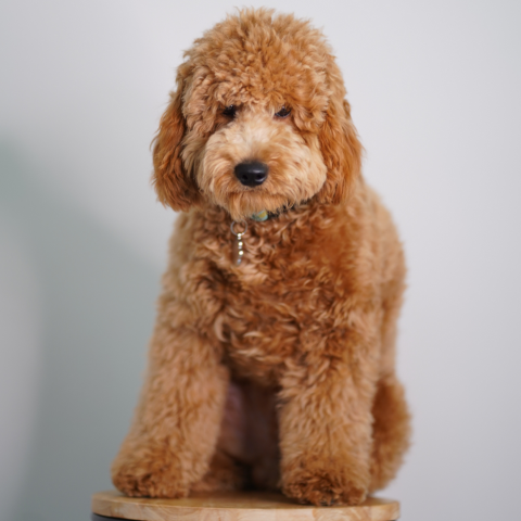 Goldendoodle: The Perfect Blend of Golden Retrievers - Pet Chronicle