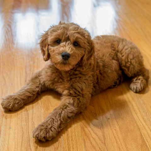 Goldendoodle: The Perfect Blend of Golden Retrievers - Pet Chronicle