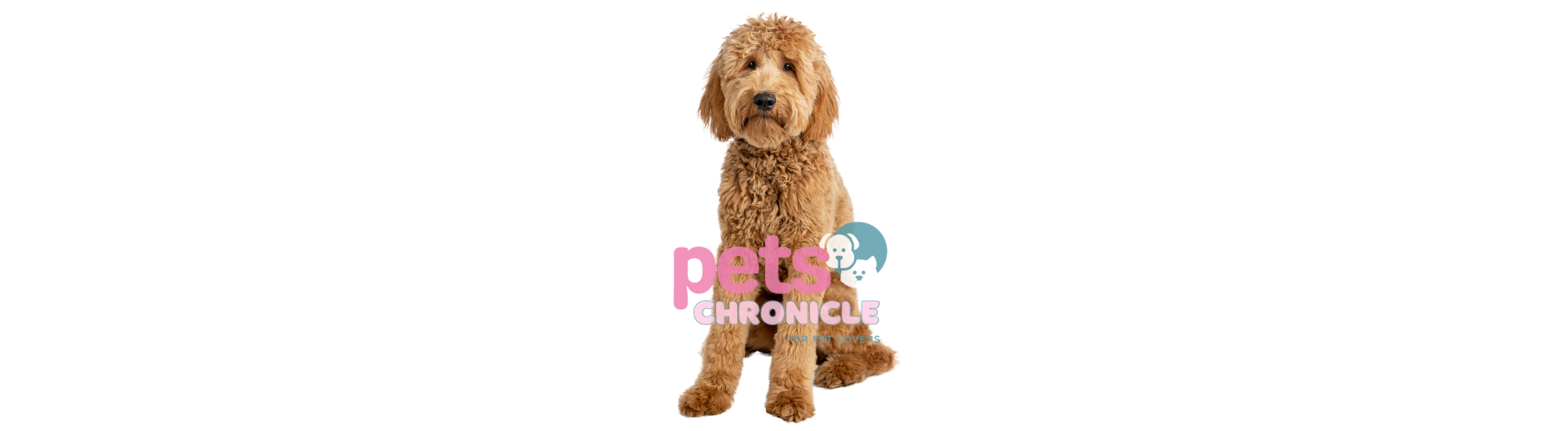 Goldendoodle: The Perfect Blend of Golden Retrievers - Pet Chronicle