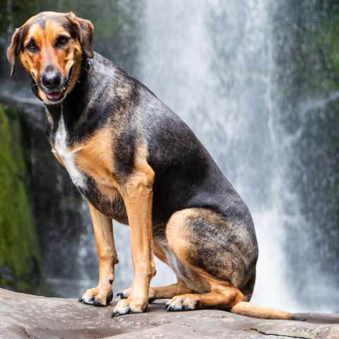 Huntaway: The Ultimate Guide for Pet Lovers - Pet Chronicle