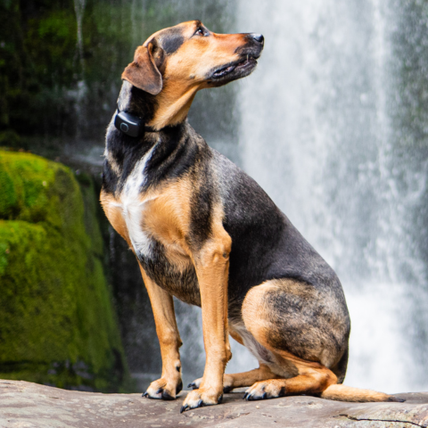 Huntaway: The Ultimate Guide for Pet Lovers - Pet Chronicle