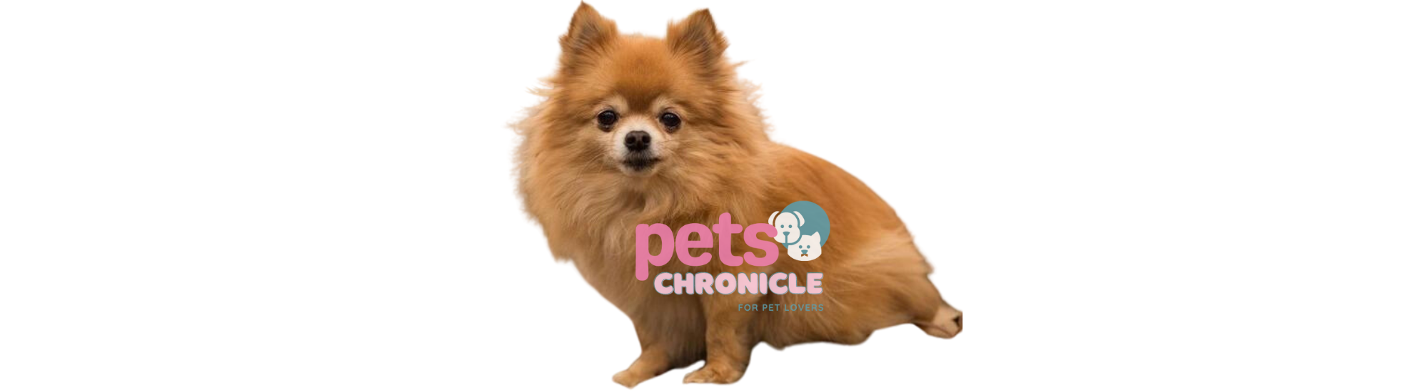 Pomchi: The Perfect Mix of Pomeranian and Chihuahua - Pet Chronicle