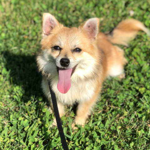 Pomchi: The Perfect Mix of Pomeranian and Chihuahua - Pet Chronicle